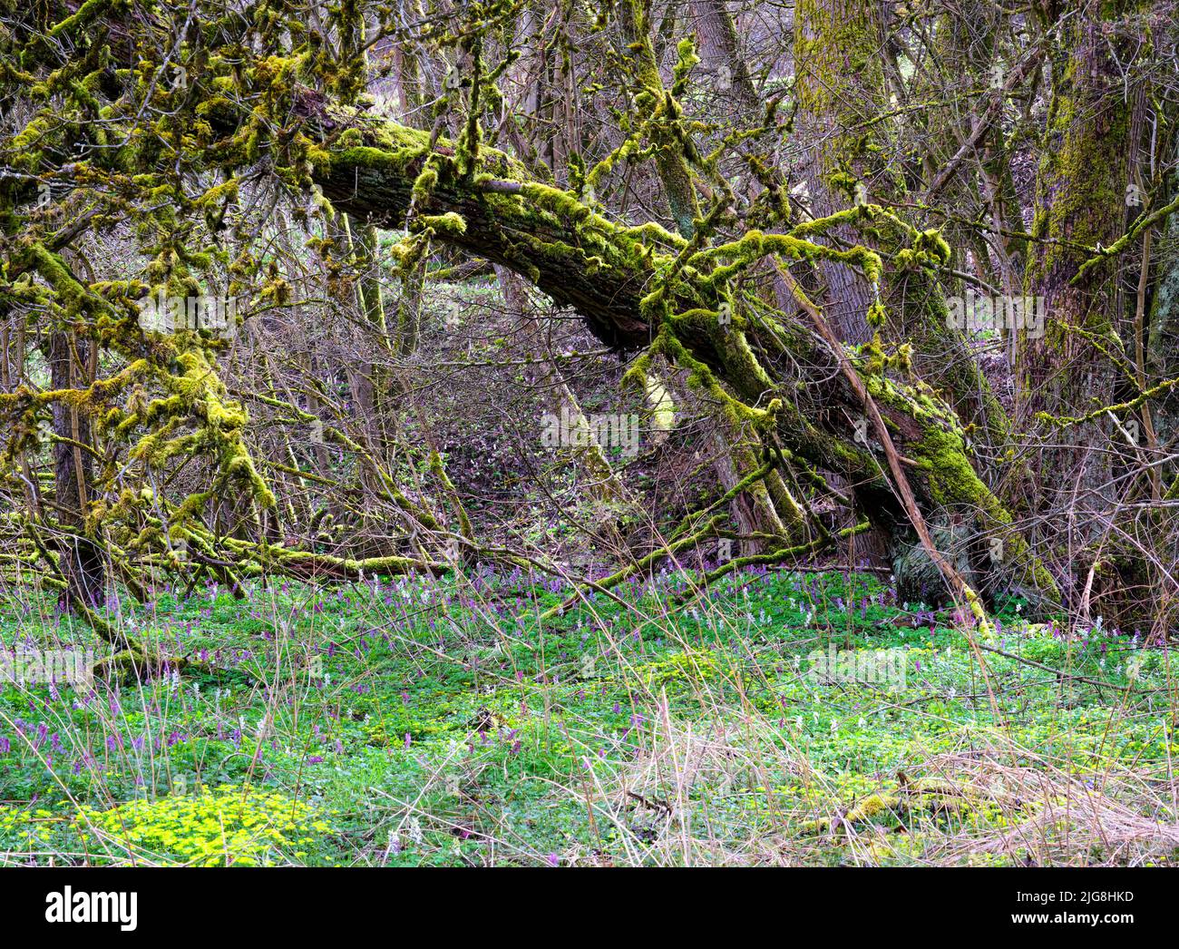 Tree with lichen growth in the gorge forest hi-res stock photography ...