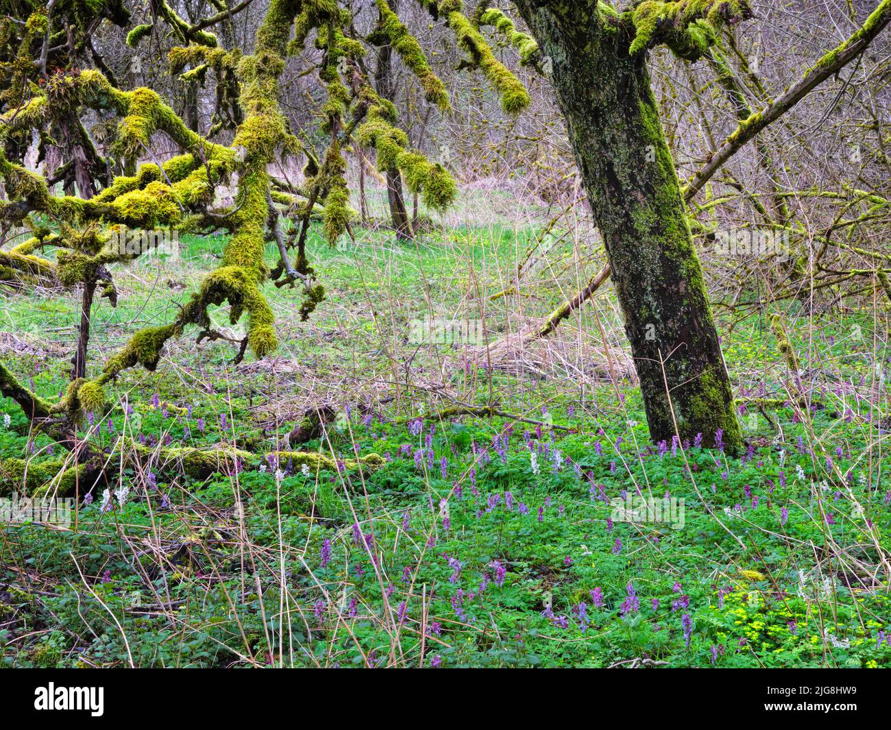 Europe, Germany, Hesse, Westerwald, Lahn-Dill-Bergland, Geopark ...