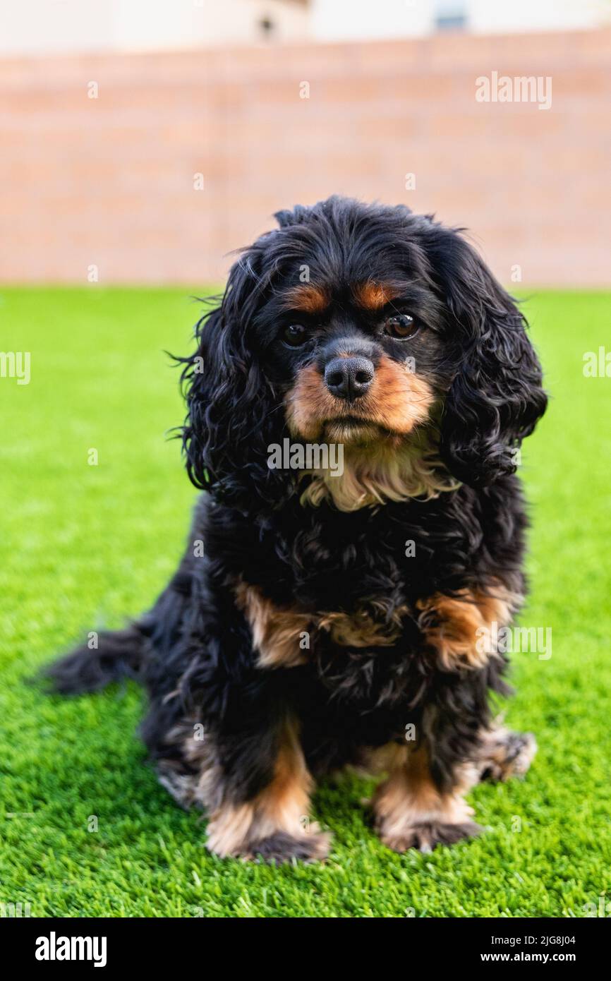 Black and tan Cavalier King Charles Spaniel at play Stock Photo - Alamy