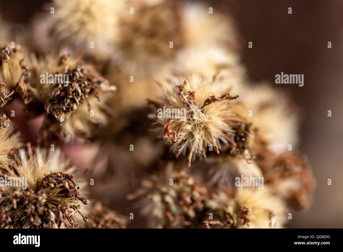 Plants of Powell Botanical Gardens, Kingsville, Missouri Stock Photo ...