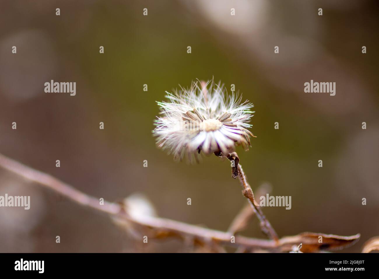 Kingsville missouri hi-res stock photography and images - Alamy