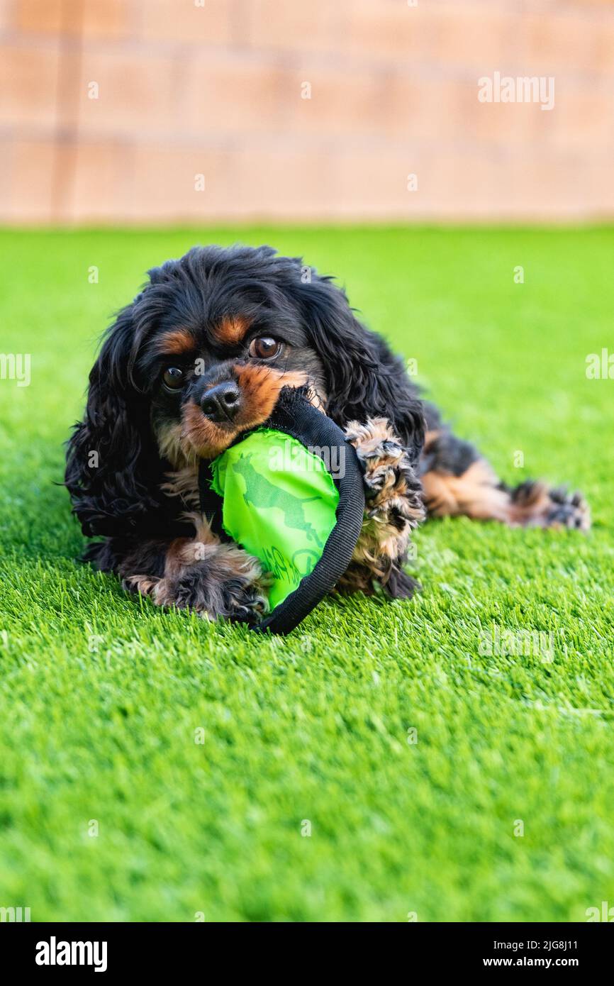 Black and tan Cavalier King Charles Spaniel at play Stock Photo - Alamy