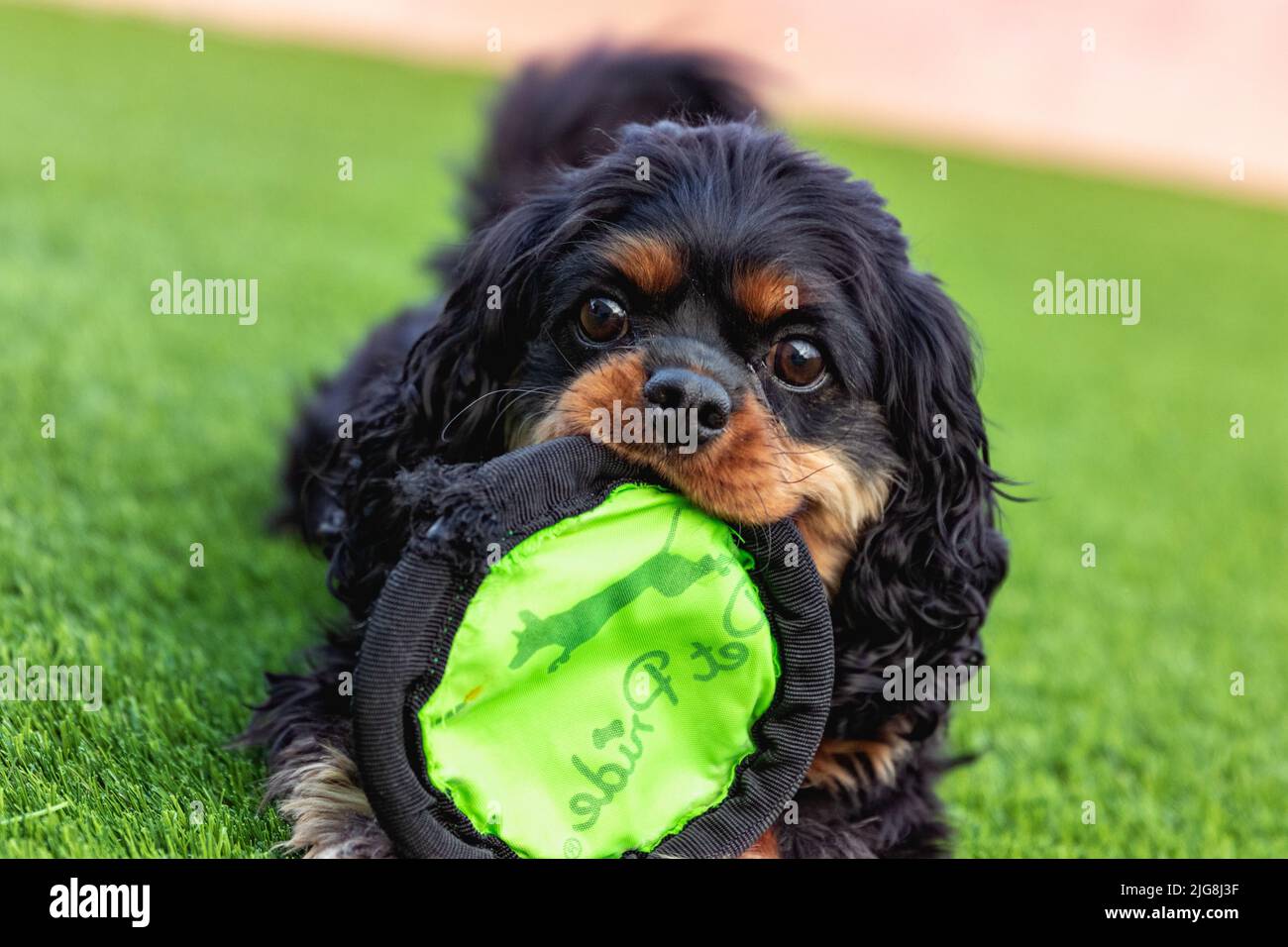 Black and tan Cavalier King Charles Spaniel at play Stock Photo - Alamy