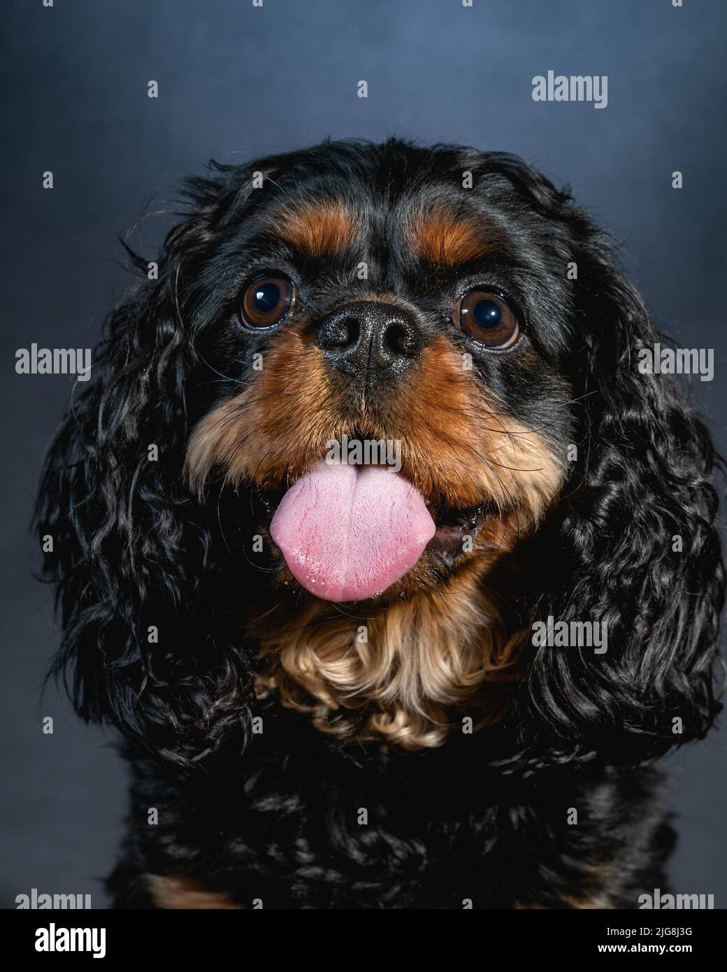 Studio portrait of a Cavalier King Charles Spaniel Stock Photo - Alamy