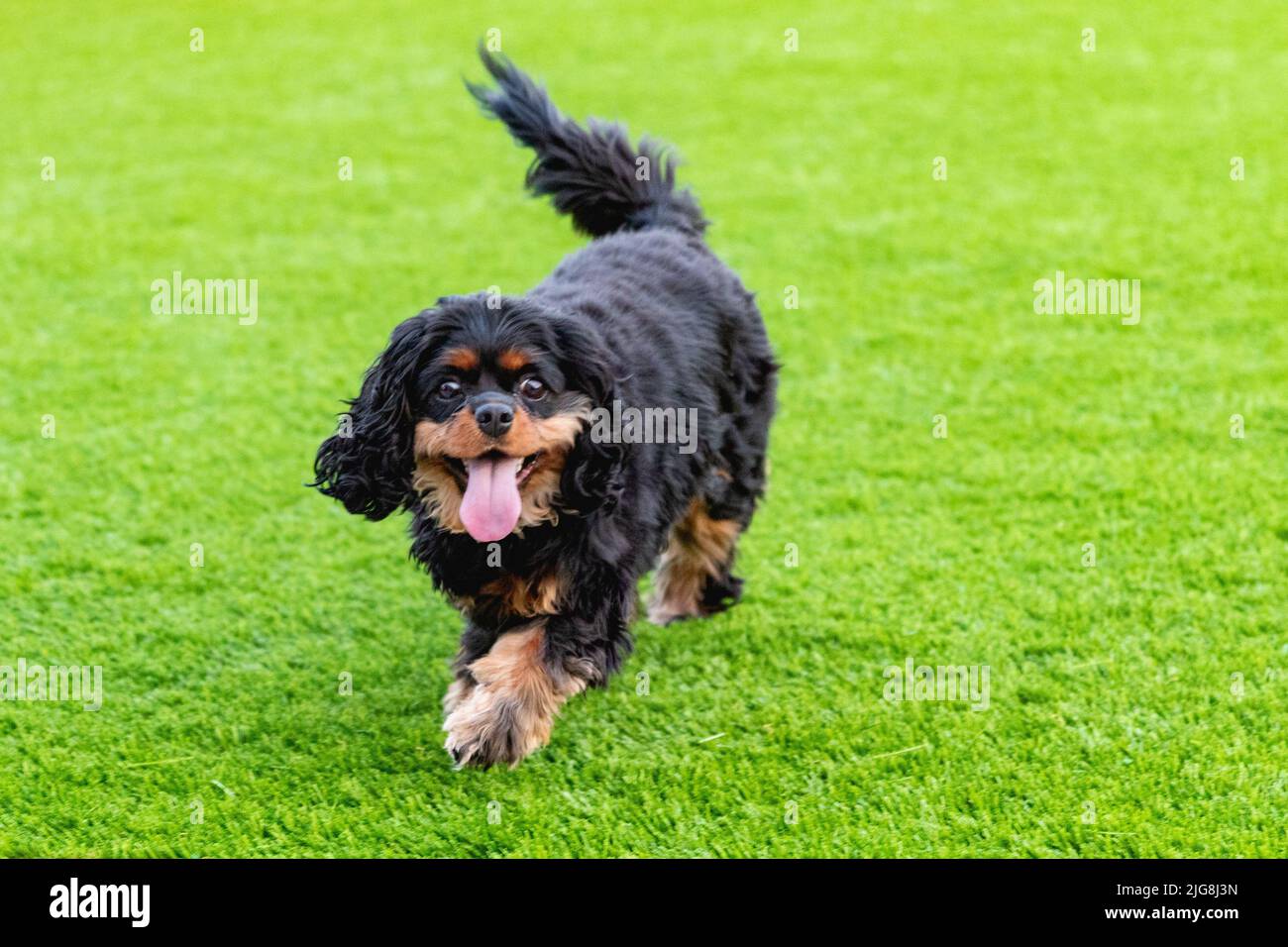 Black and tan Cavalier King Charles Spaniel at play Stock Photo - Alamy