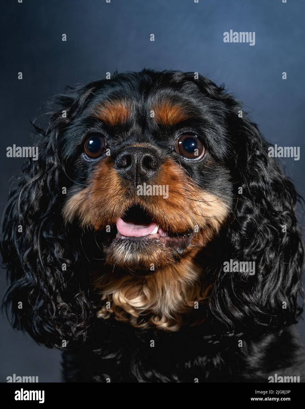 Studio portrait of a Cavalier King Charles Spaniel Stock Photo - Alamy