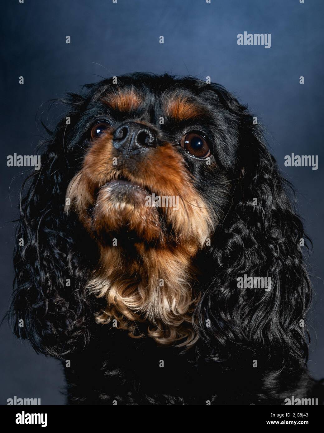 Studio portrait of a Cavalier King Charles Spaniel Stock Photo - Alamy