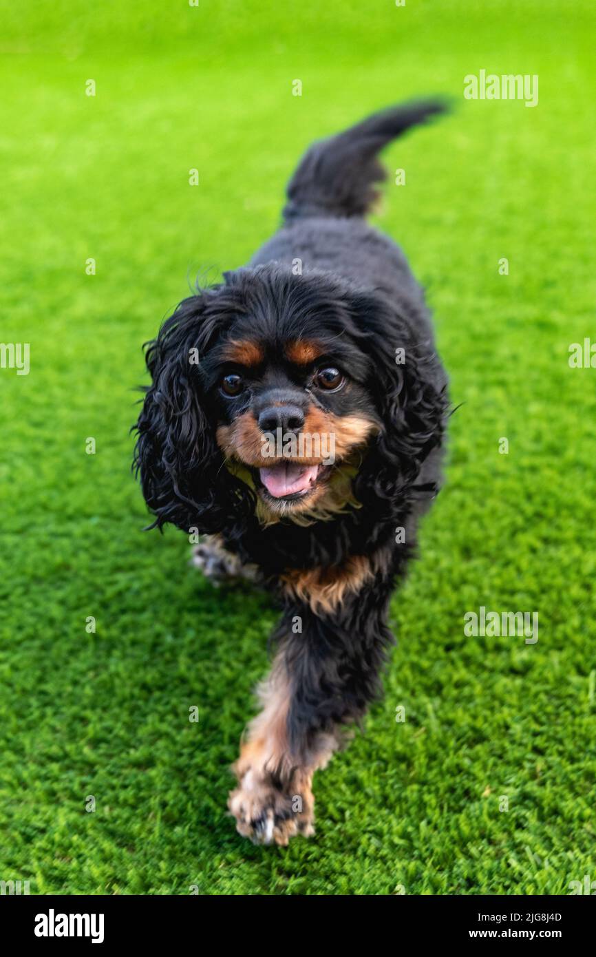 Black and tan Cavalier King Charles Spaniel at play Stock Photo - Alamy