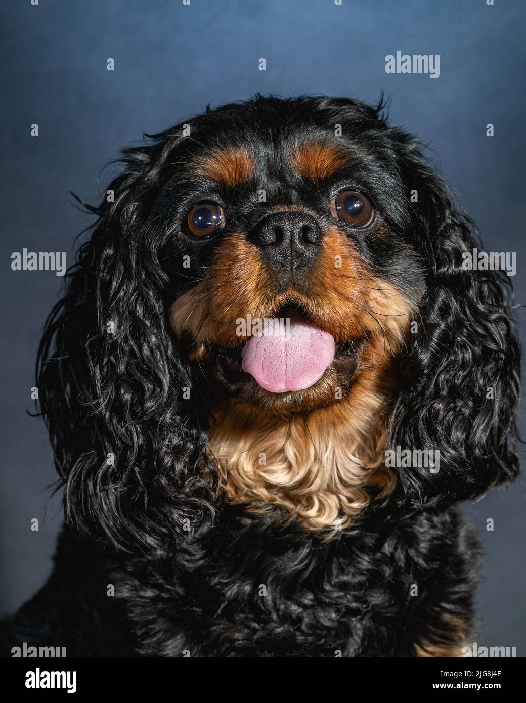 Cavalier portraits hi-res stock photography and images - Alamy
