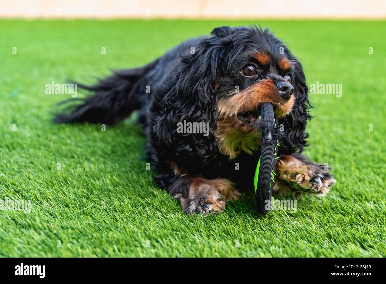 Black and tan Cavalier King Charles Spaniel at play Stock Photo - Alamy