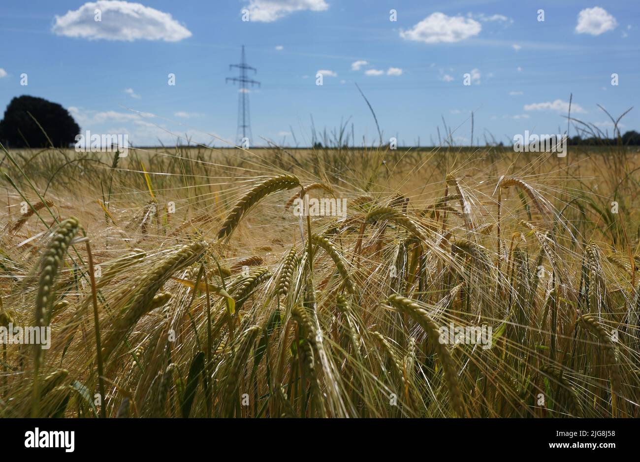 Hessian summer landscape corn hi-res stock photography and images - Alamy