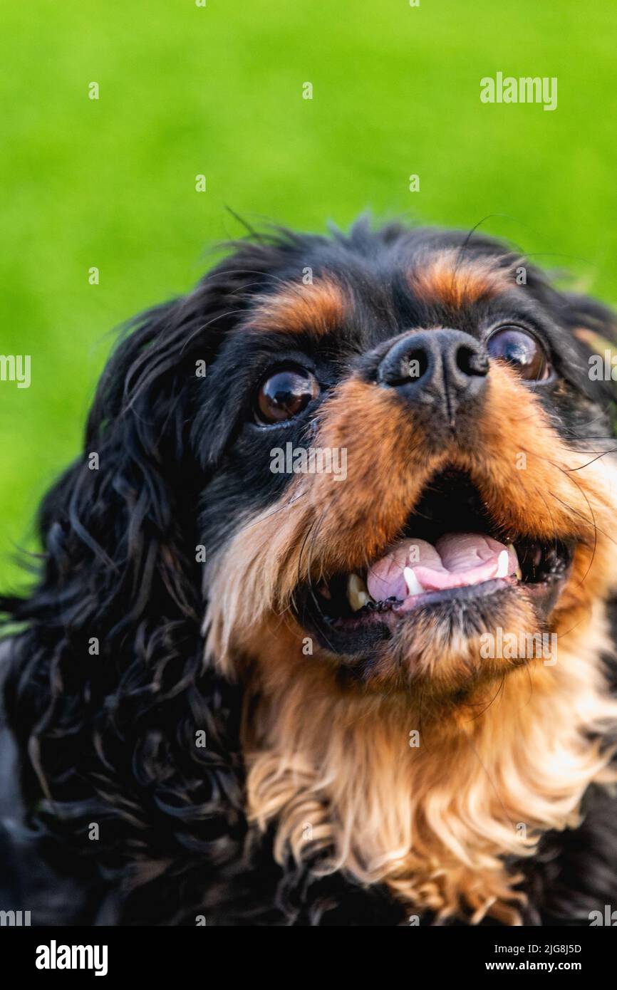 Black and tan Cavalier King Charles Spaniel at play Stock Photo - Alamy