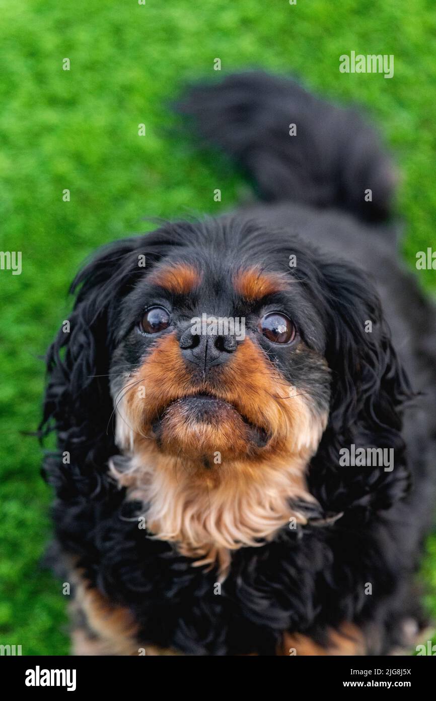 Black and tan Cavalier King Charles Spaniel at play Stock Photo - Alamy