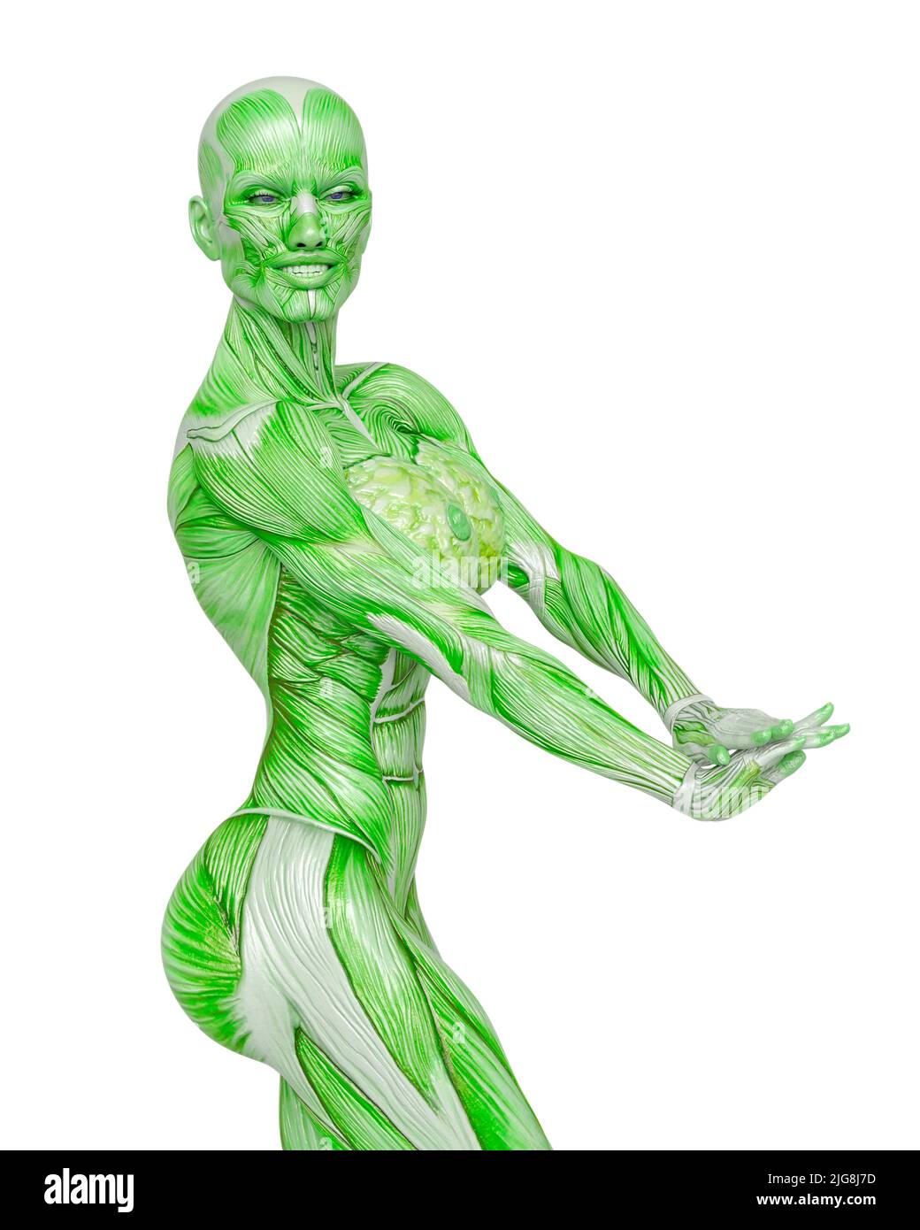 female bodybuilding in muscle maps is doing a bodybuilder pose five in white background close up ...