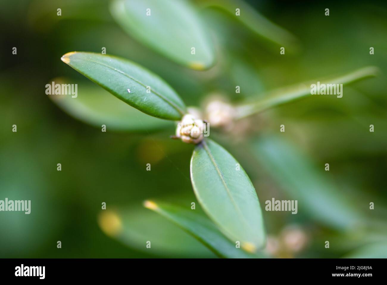 Plants of Powell Botanical Gardens, Kingsville, Missouri Stock Photo ...