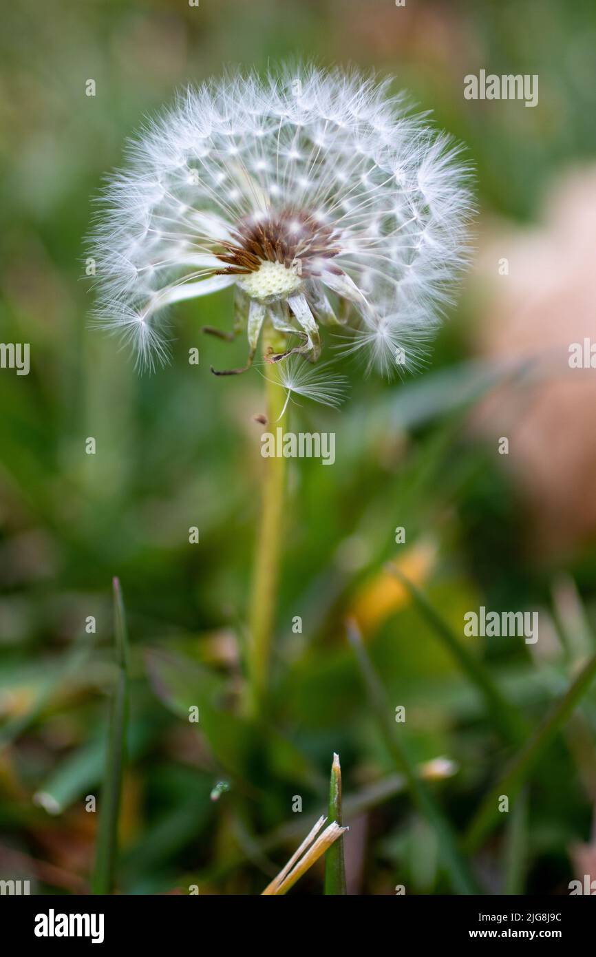 Dandelion Seeds of Powell Botanical Gardens, Kingsville, Missouri Stock ...