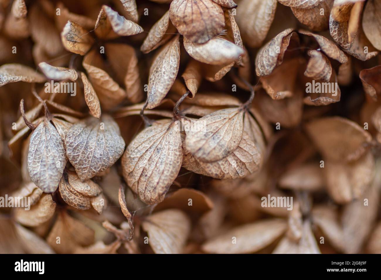 Plants of Powell Botanical Gardens, Kingsville, Missouri Stock Photo ...