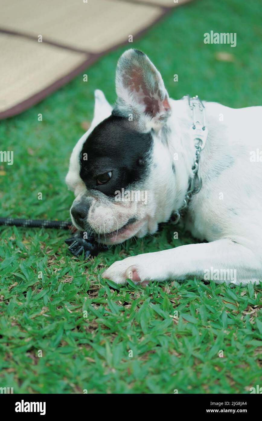 Sad small dog studio hi-res stock photography and images - Alamy