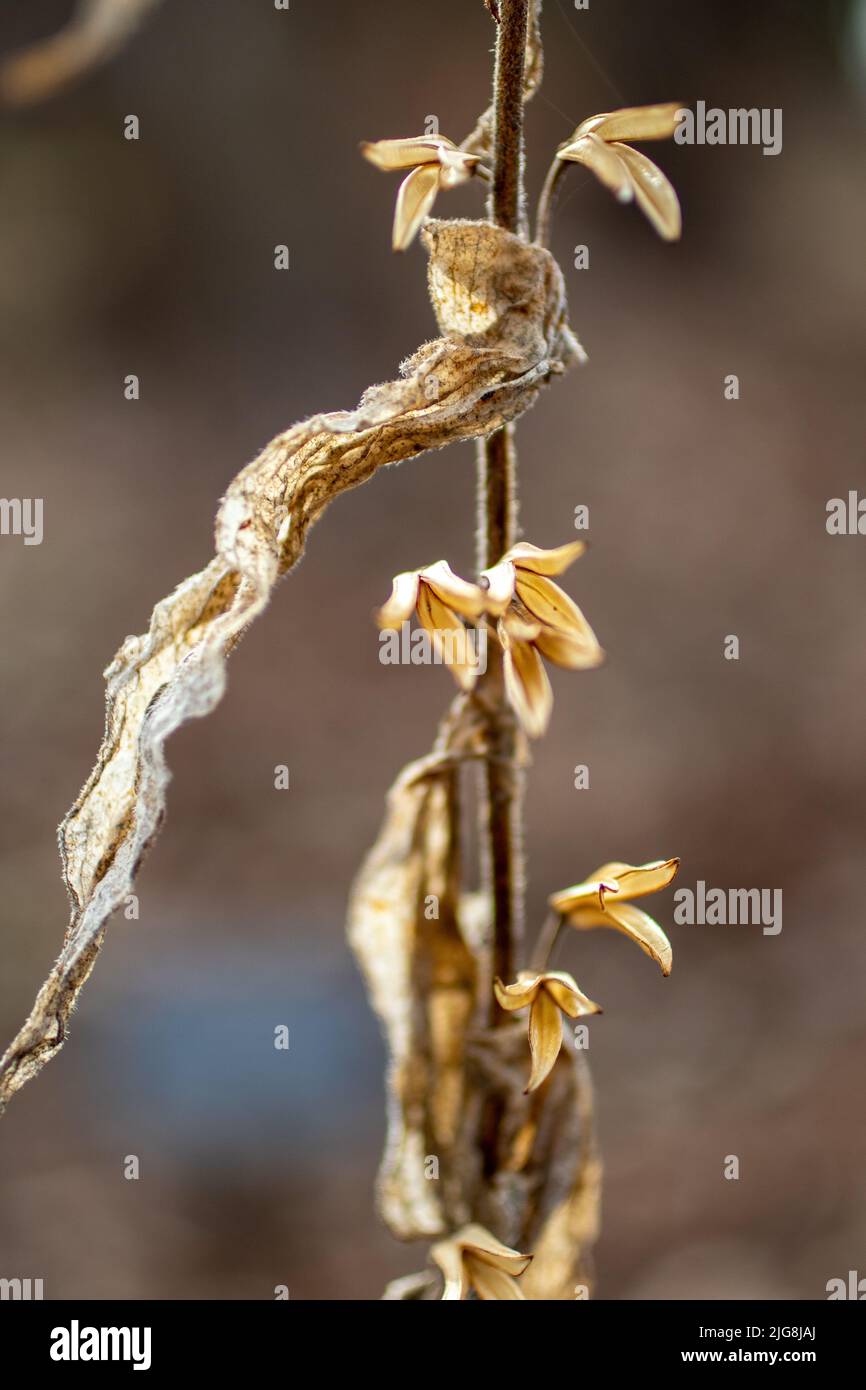 Plants of Powell Botanical Gardens, Kingsville, Missouri Stock Photo ...