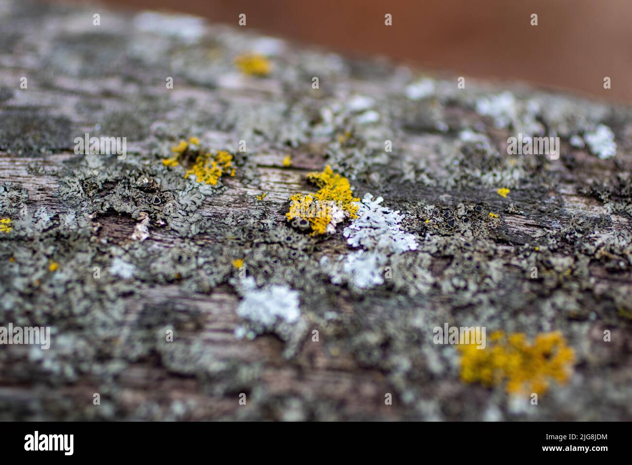 Plants of Powell Botanical Gardens, Kingsville, Missouri Stock Photo ...