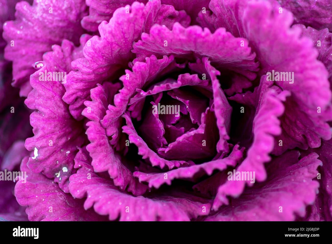 Plants of Powell Botanical Gardens, Kingsville, Missouri Stock Photo ...