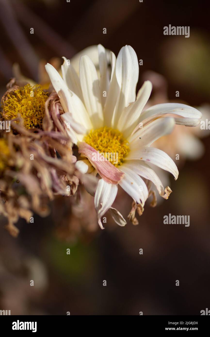 Plants of Powell Botanical Gardens, Kingsville, Missouri Stock Photo ...