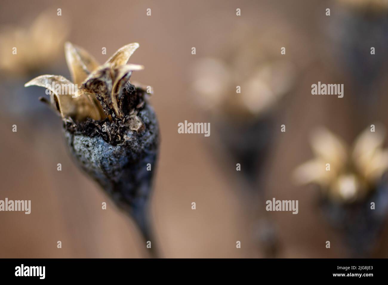 Plants of Powell Botanical Gardens, Kingsville, Missouri Stock Photo ...