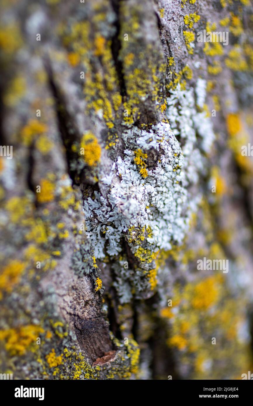 Plants of Powell Botanical Gardens, Kingsville, Missouri Stock Photo ...