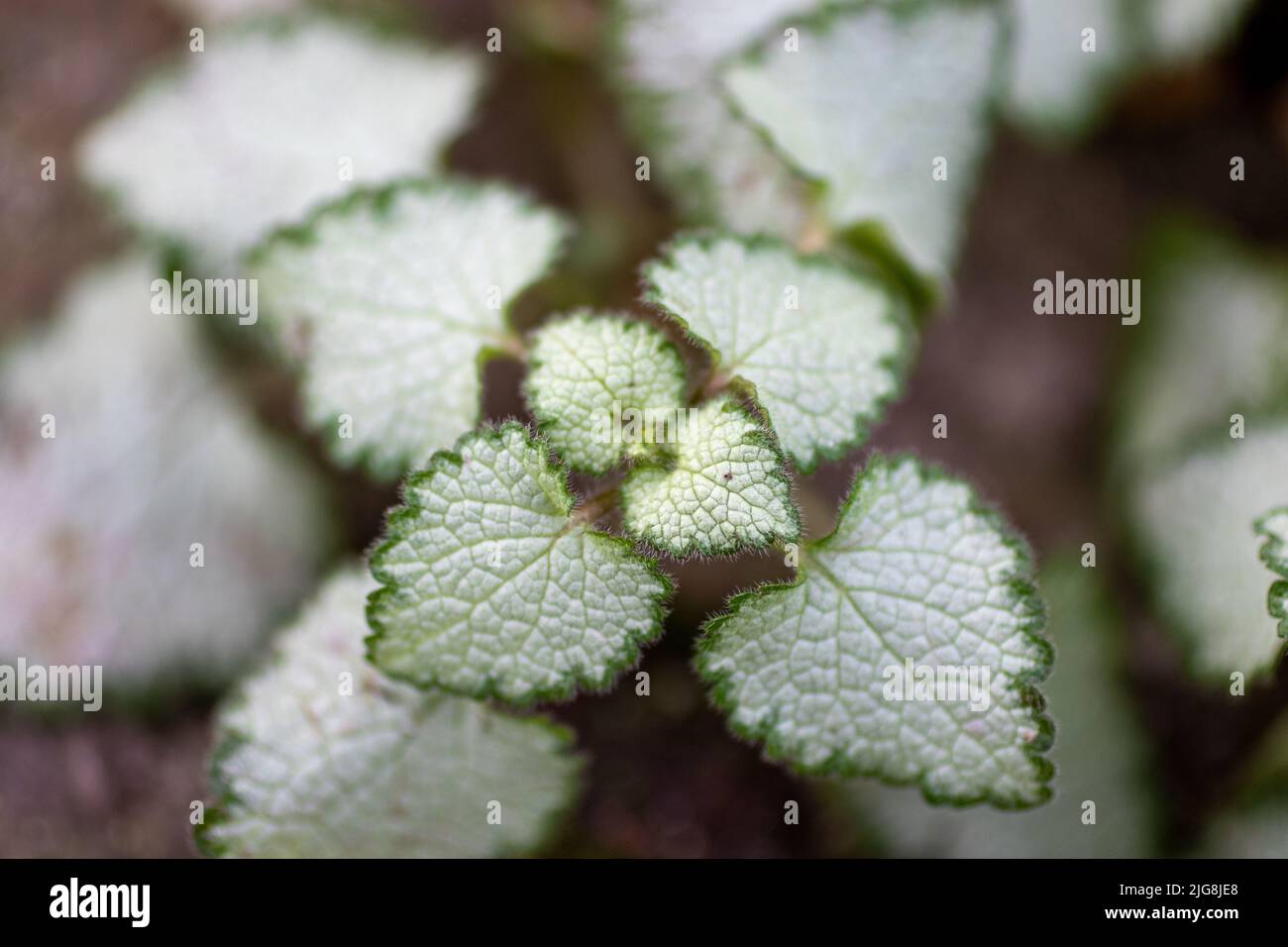 Plants of Powell Botanical Gardens, Kingsville, Missouri Stock Photo ...