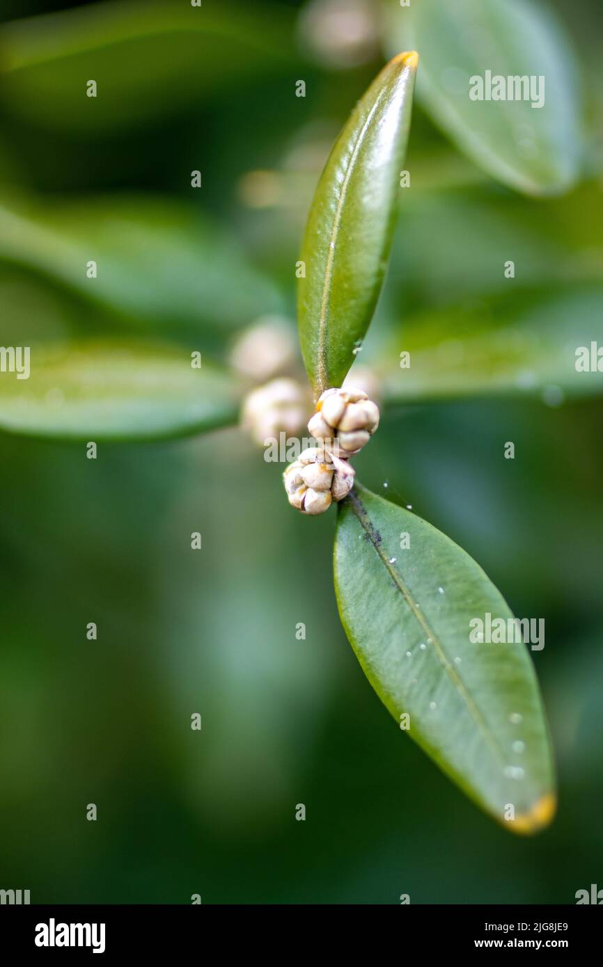 Plants of Powell Botanical Gardens, Kingsville, Missouri Stock Photo ...