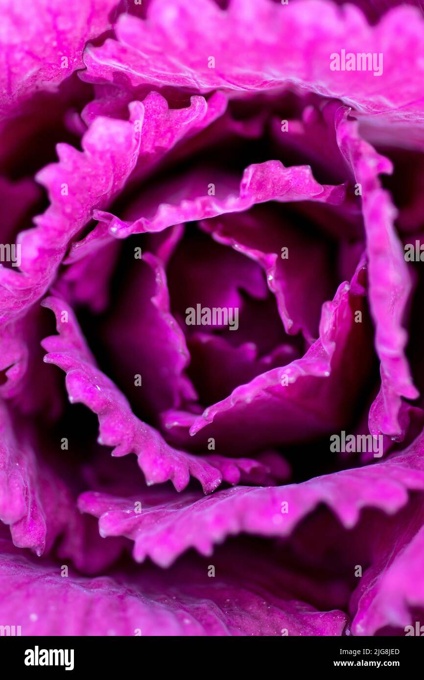 Plants of Powell Botanical Gardens, Kingsville, Missouri Stock Photo ...