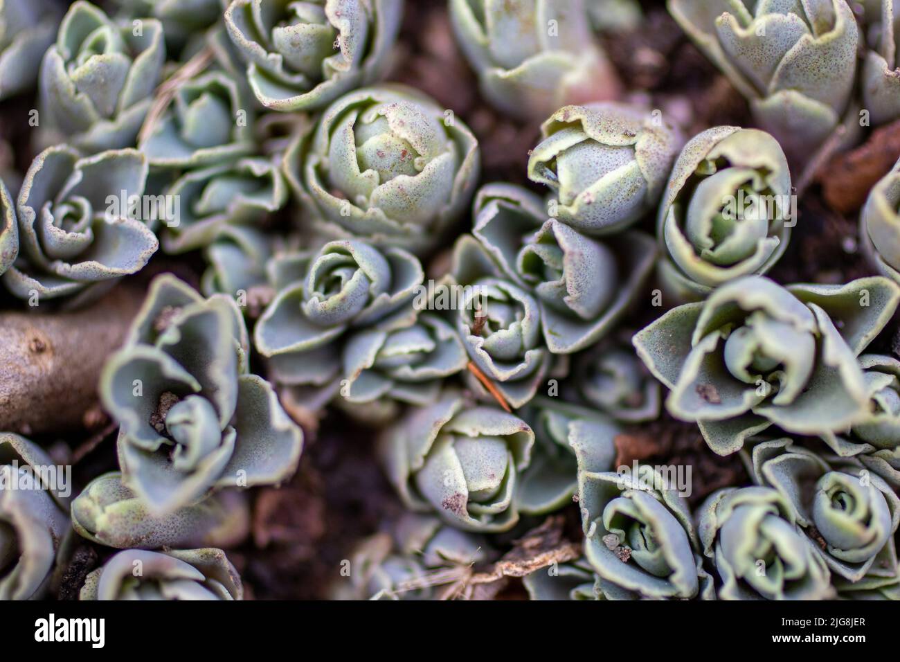 Succulents of Powell Botanical Gardens, Kingsville, Missouri Stock ...