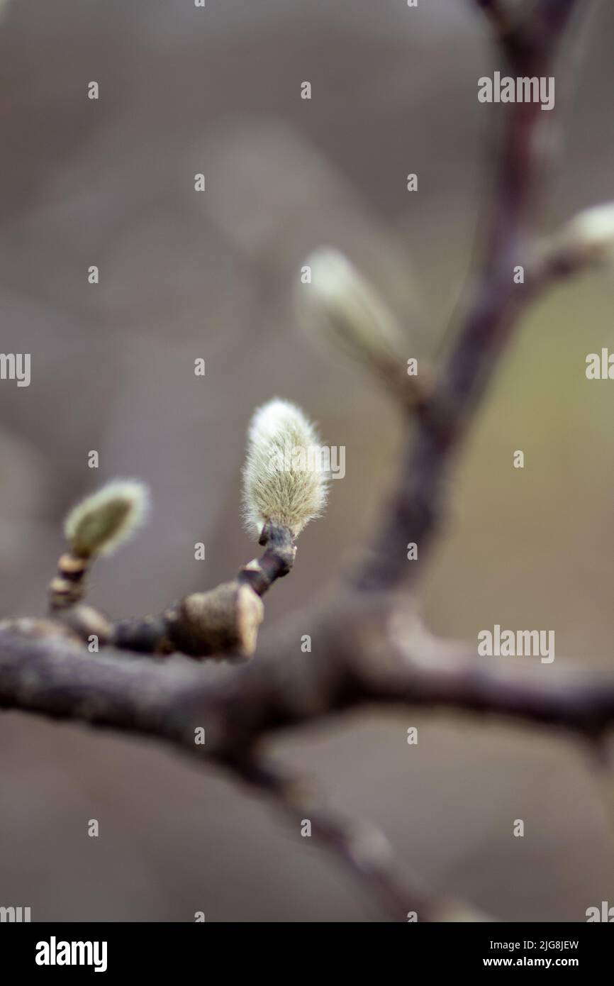 Plants of Powell Botanical Gardens, Kingsville, Missouri Stock Photo ...