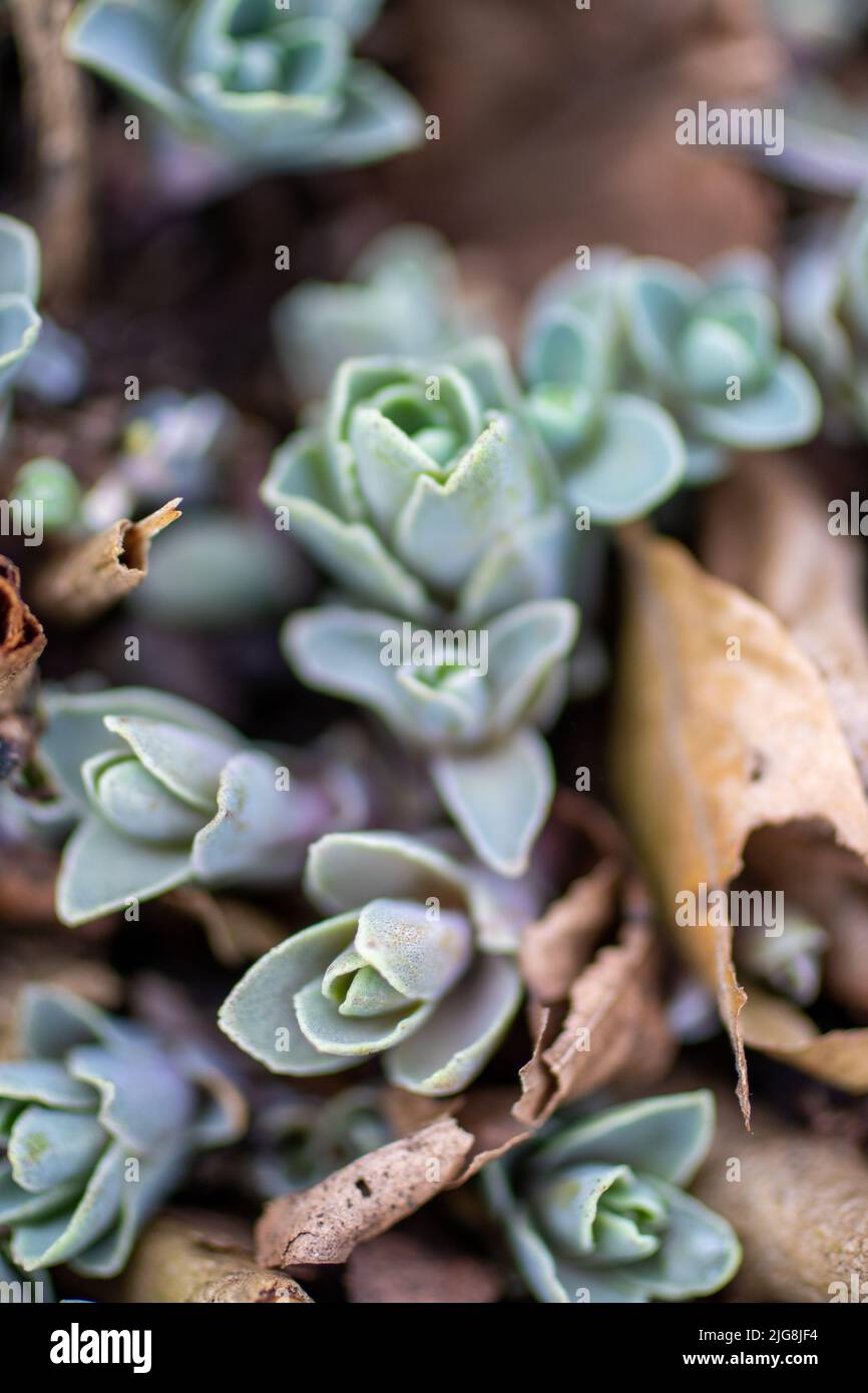 Succulents of Powell Botanical Gardens, Kingsville, Missouri Stock ...