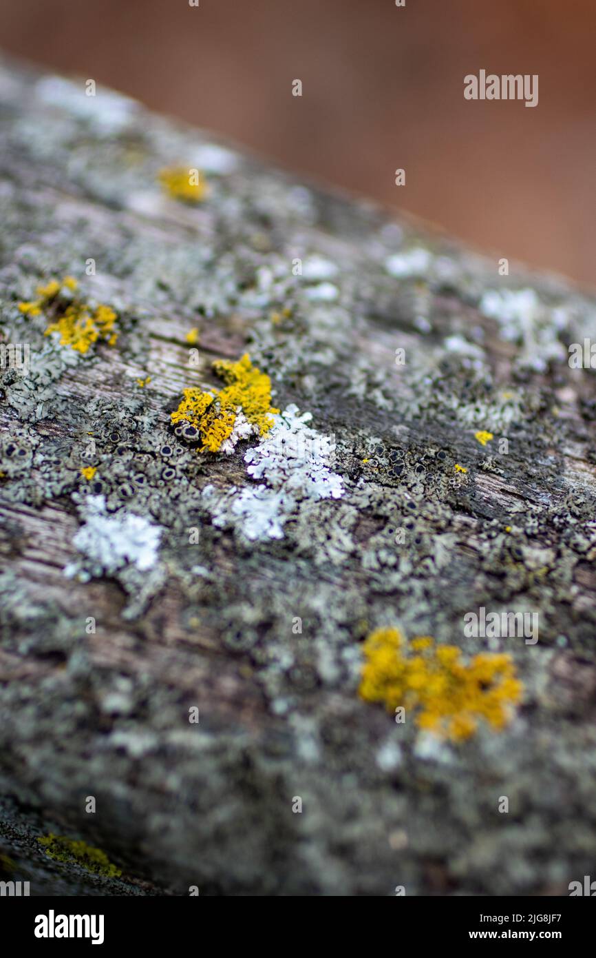 Plants of Powell Botanical Gardens, Kingsville, Missouri Stock Photo ...