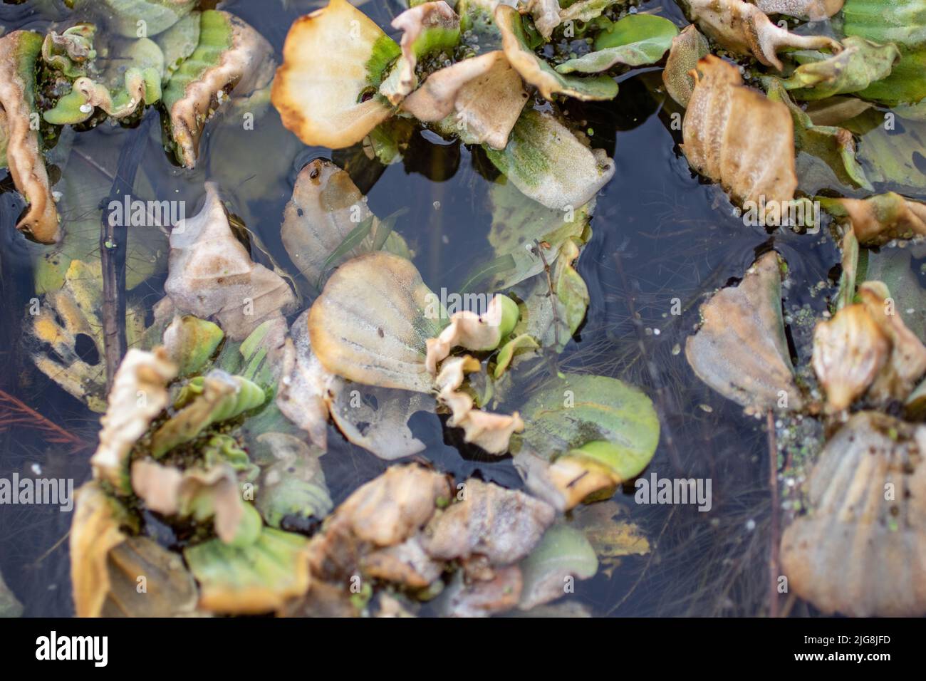 Plants of Powell Botanical Gardens, Kingsville, Missouri Stock Photo ...