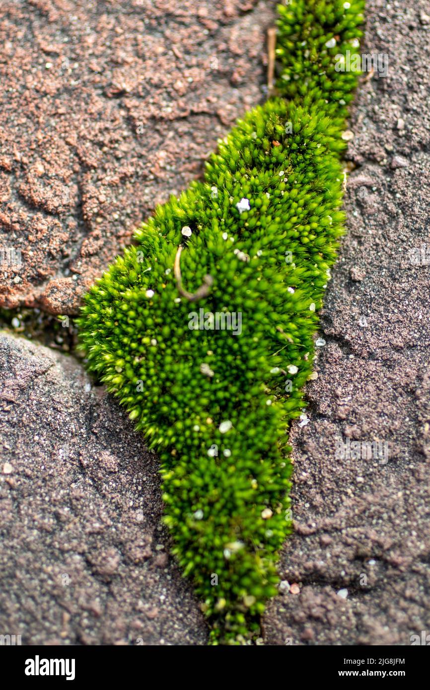 Plants of Powell Botanical Gardens, Kingsville, Missouri Stock Photo ...