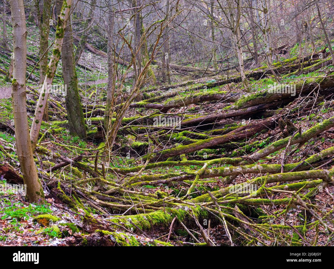Gorge forest with early flowers hi-res stock photography and images - Alamy
