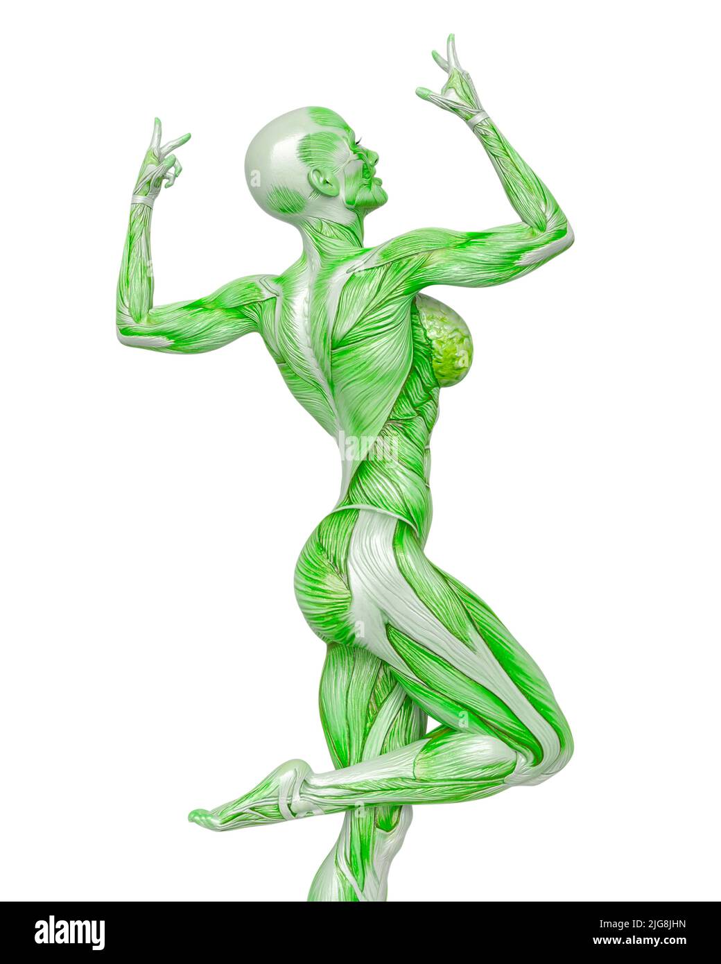 female bodybuilding in muscle maps is doing a bodybuilder pose three in white background close ...