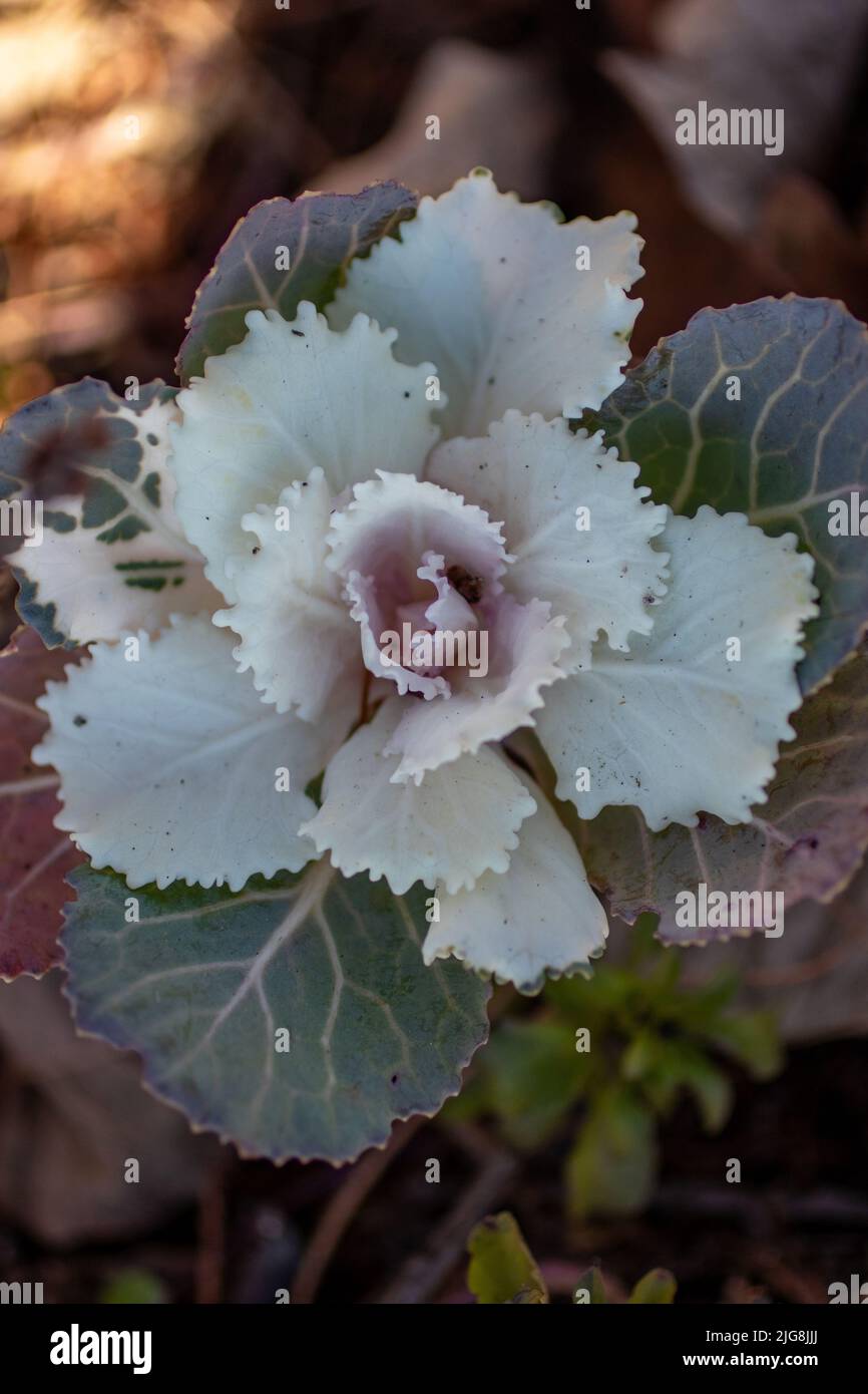 Plants of Powell Botanical Gardens, Kingsville, Missouri Stock Photo ...