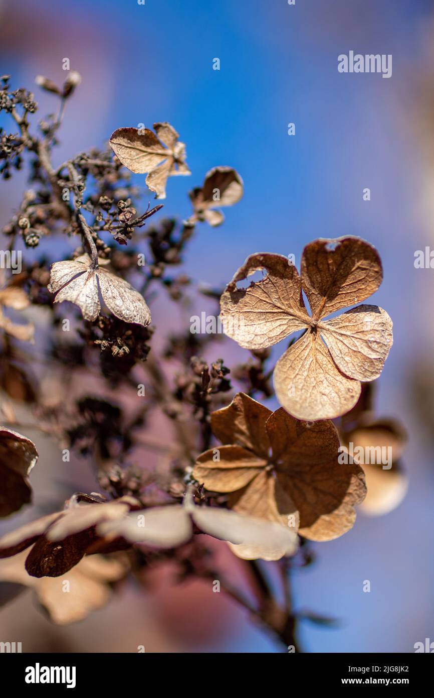Plants of Powell Botanical Gardens, Kingsville, Missouri Stock Photo ...