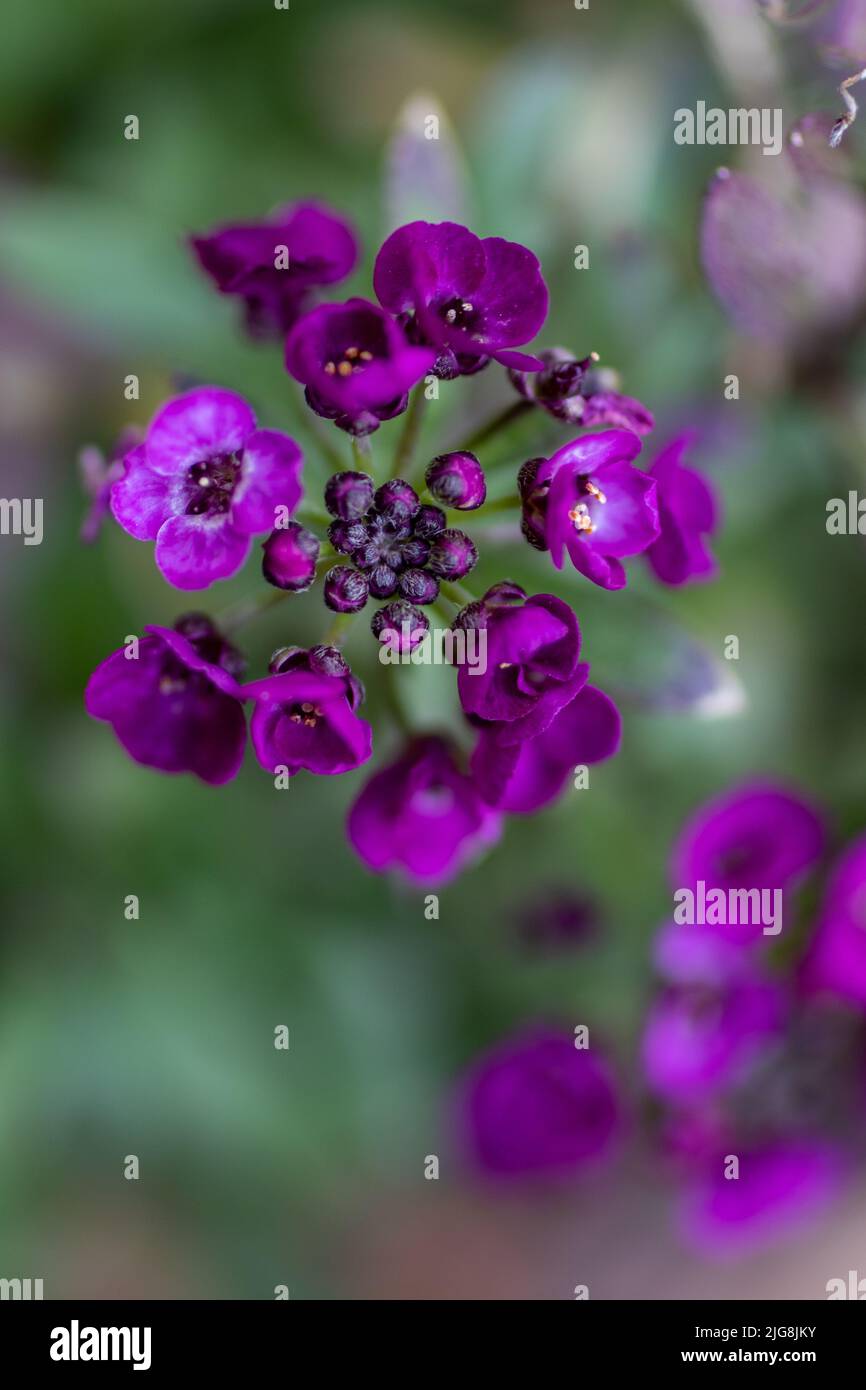 Plants of Powell Botanical Gardens, Kingsville, Missouri Stock Photo ...