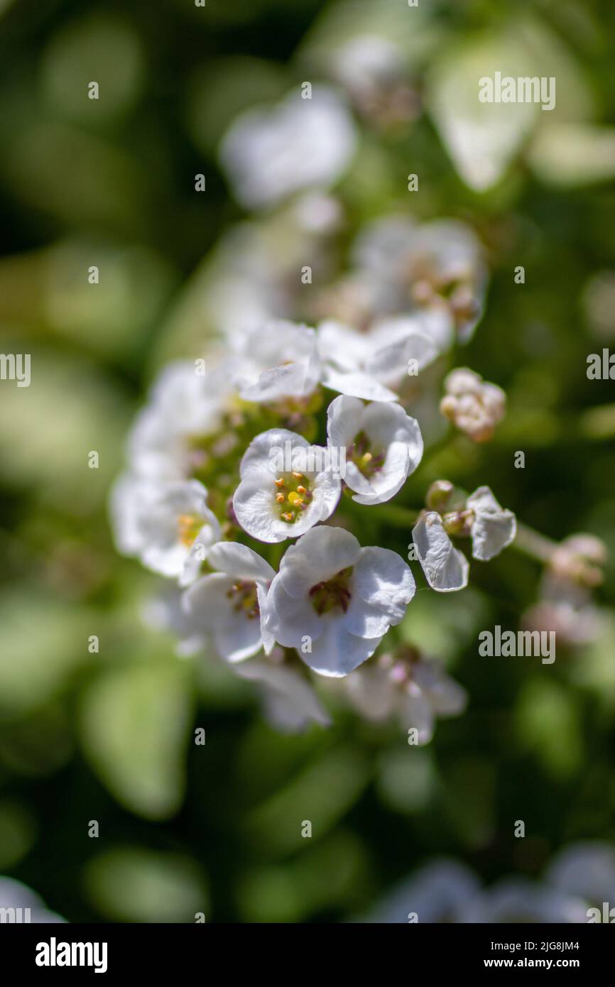 Plants of Powell Botanical Gardens, Kingsville, Missouri Stock Photo ...