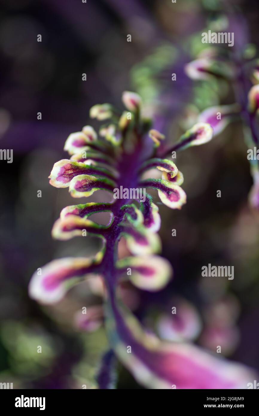 Plants of Powell Botanical Gardens, Kingsville, Missouri Stock Photo ...