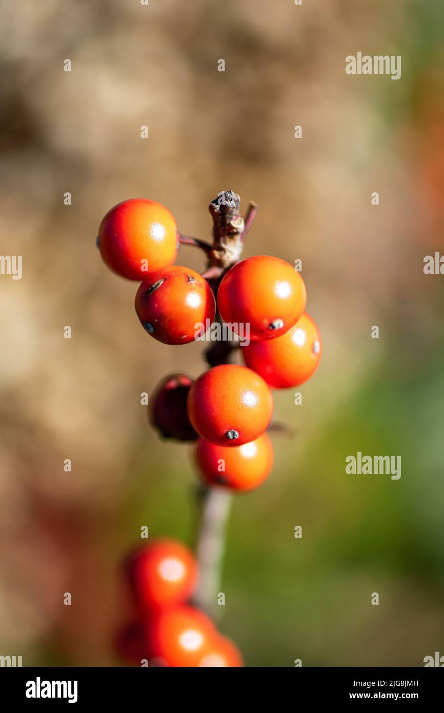 Plants of Powell Botanical Gardens, Kingsville, Missouri Stock Photo ...
