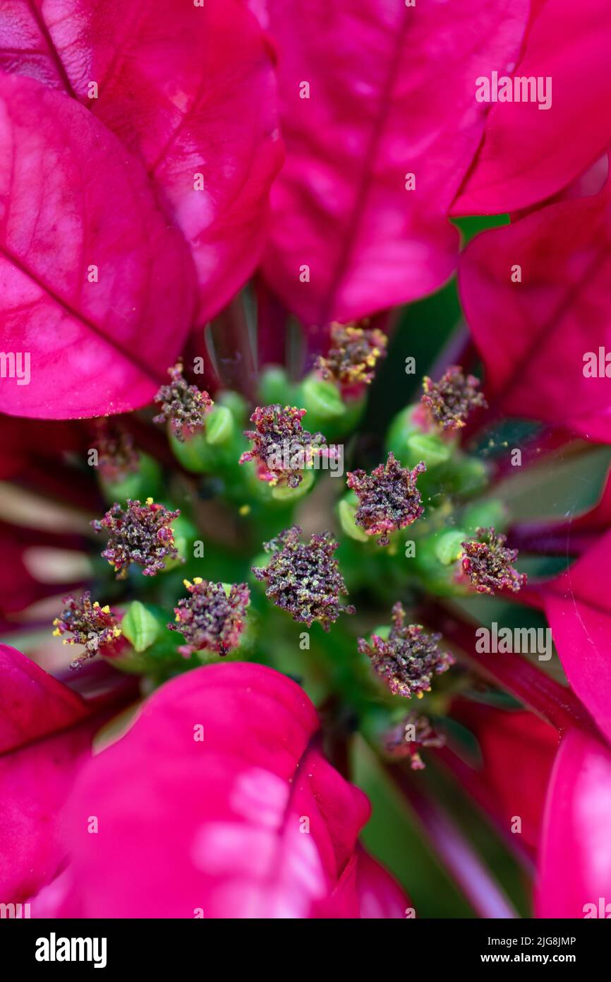 Plants of Powell Botanical Gardens, Kingsville, Missouri Stock Photo ...