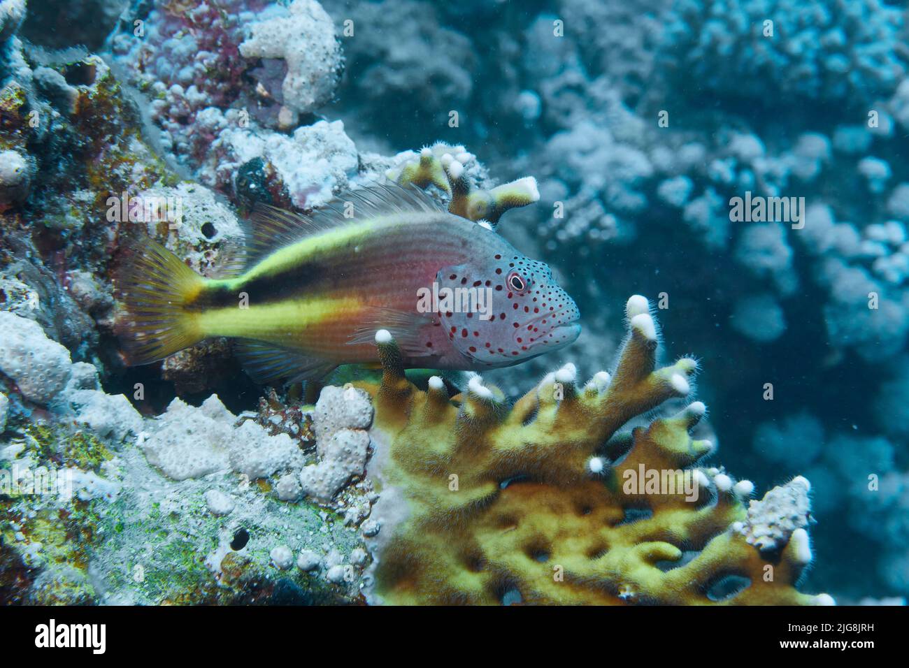 Ecosystem guardian hi-res stock photography and images - Alamy