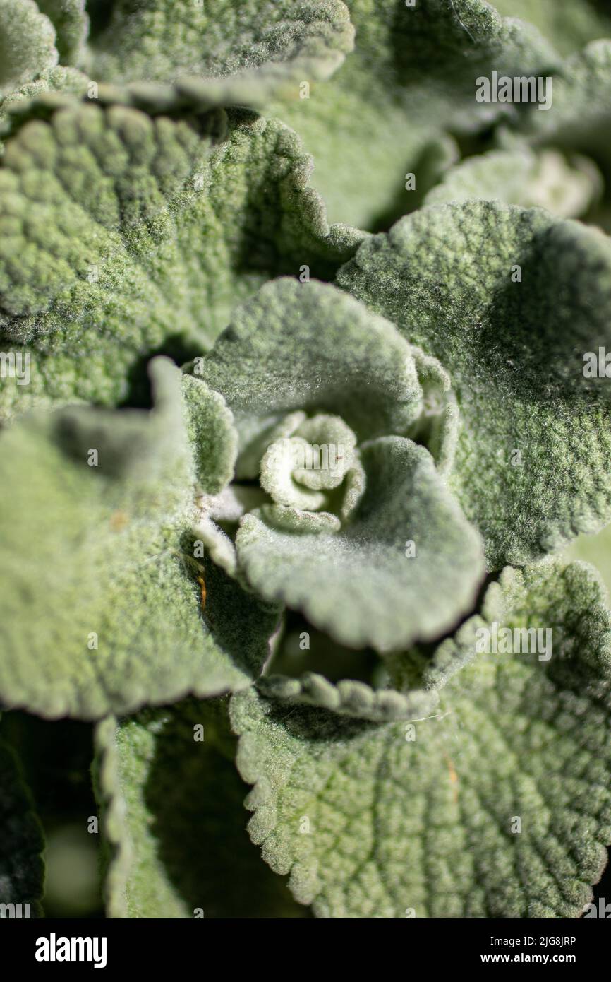 Succulents of Powell Botanical Gardens, Kingsville, Missouri Stock ...