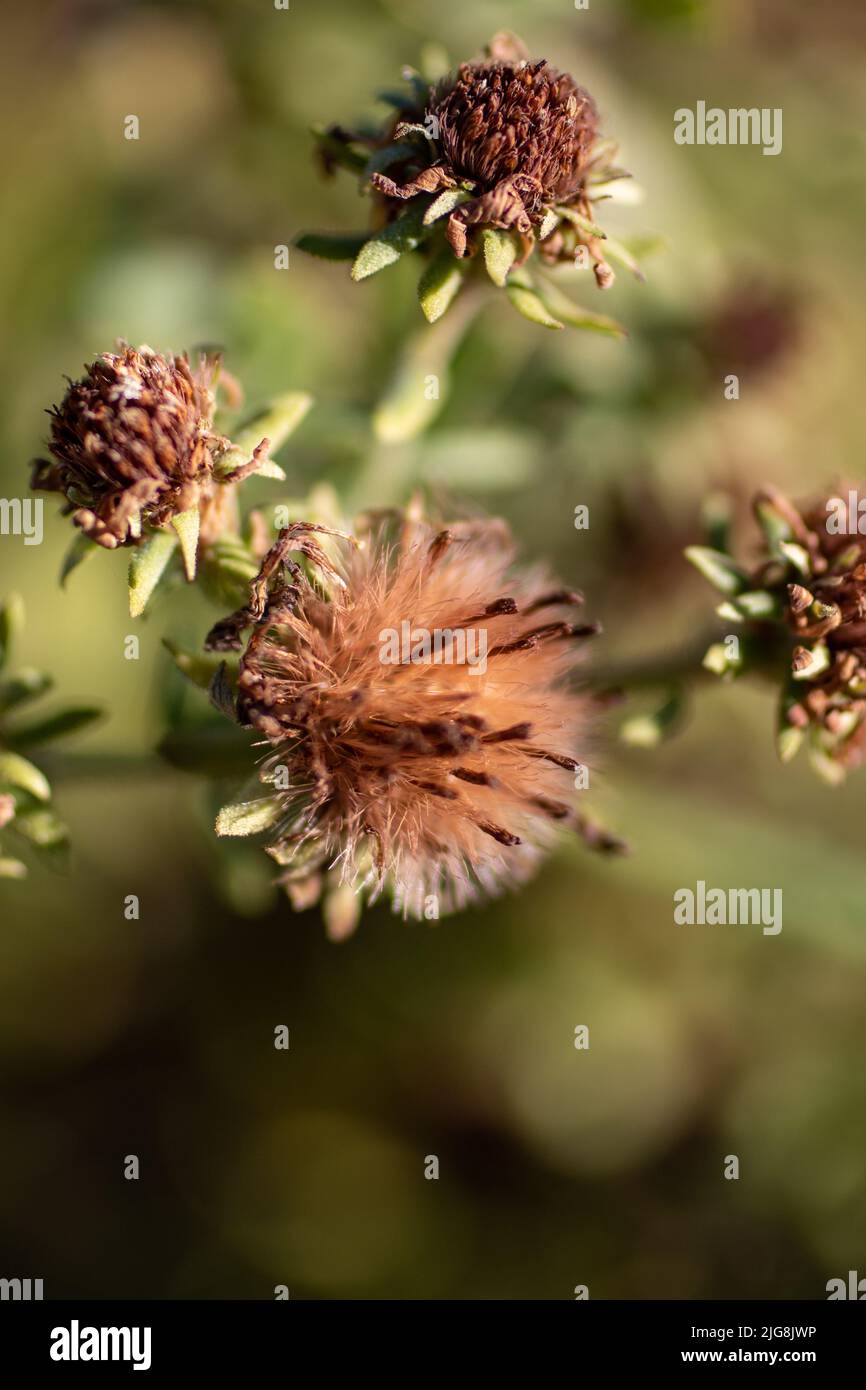 Plants of Powell Botanical Gardens, Kingsville, Missouri Stock Photo ...