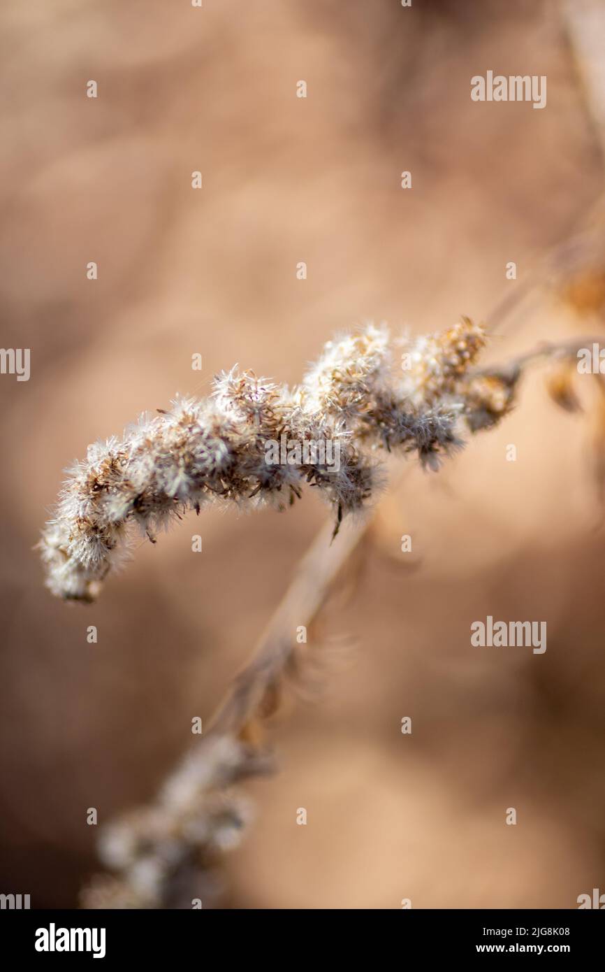 Plants of Powell Botanical Gardens, Kingsville, Missouri Stock Photo ...
